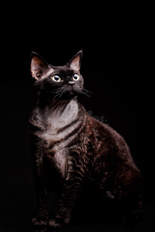 433 Black Devon Rex Cat Stock Photos - Free & Royalty-Free Stock Photos ...