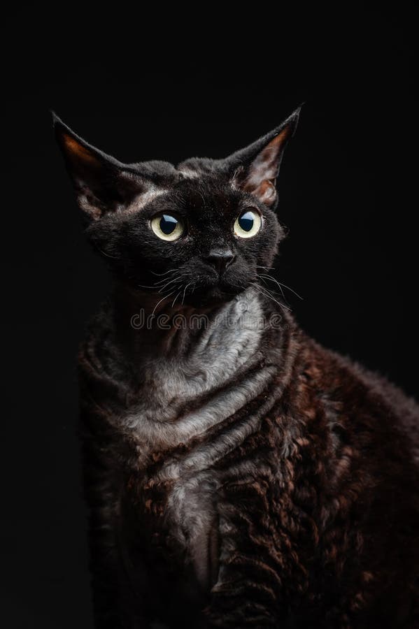 443 Black Devon Rex Stock Photos - Free & Royalty-Free Stock Photos ...