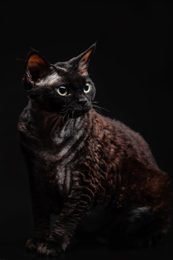 350 Black Devon Rex Cat Photos - Free & Royalty-Free Stock Photos from ...
