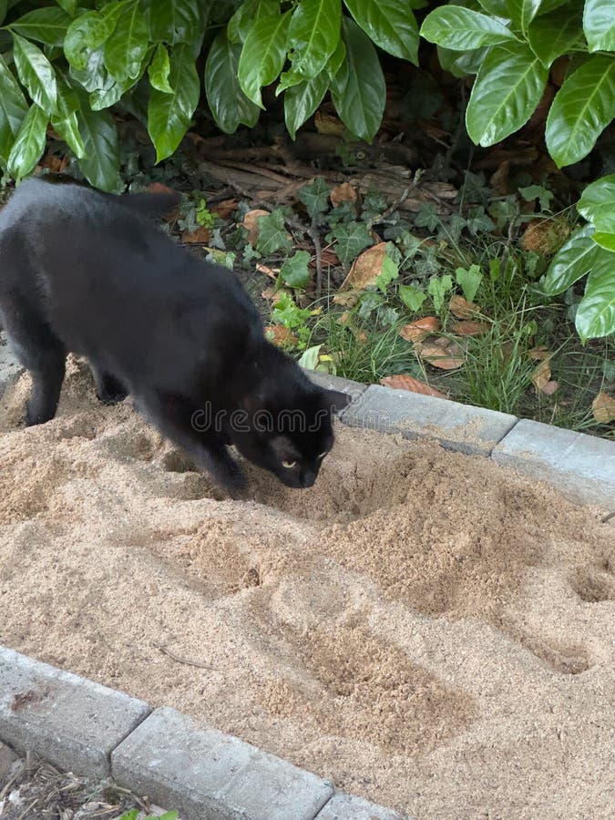 Black cat digging in sand stock image. Image of active - 361432649