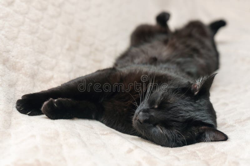 Black Cat Dozing on the Bed in the Bedroom Stock Image - Image of furry ...
