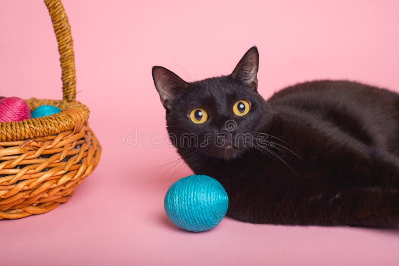Black Cat with Easter Eggs on Pink Background. Stock Photo - Image of ...