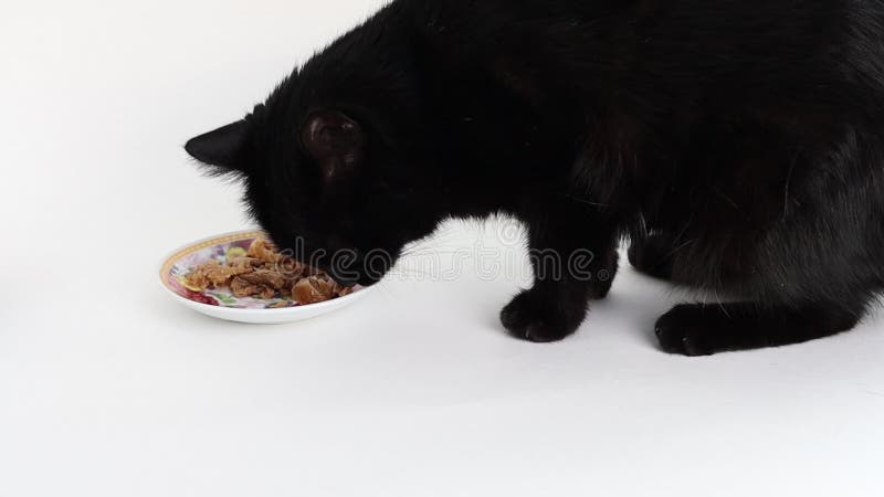Black Cat Eating Cats Food from a Plate Stock Video - Video of adorable ...