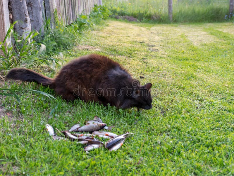 A black cat eating fish stock image. Image of black - 187708459