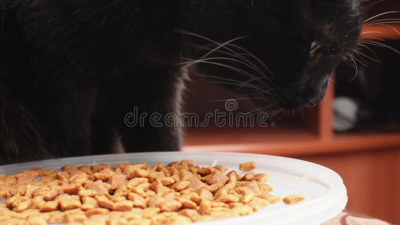 Black Cat Eats Dry Cat Food with Appetite Stock Video - Video of ...