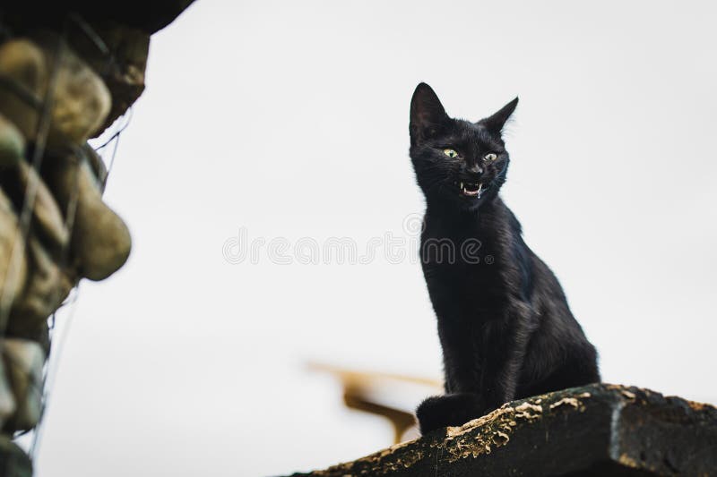 Black Cat with Evil Smile Drooling Stock Image - Image of claws, female ...