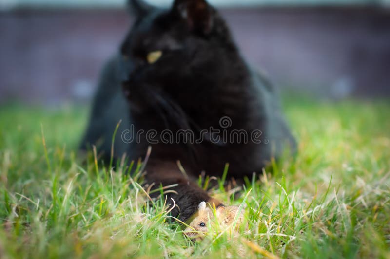 The Black Cat Extended Its Paw To the Brown Field Mouse Stock Image ...