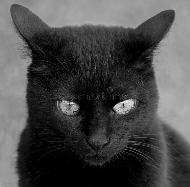 Black Cat. Eyes of a Black Cat Stock Image - Image of isolated, cute ...