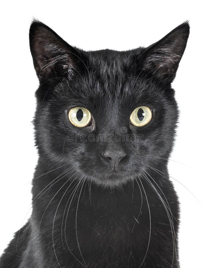 Black cat in studio stock image. Image of animal, tabby - 136776839