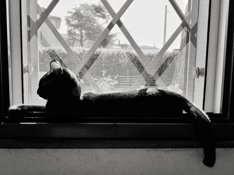 Black cat stock image. Image of relax, blackwhite, gatto - 115721777