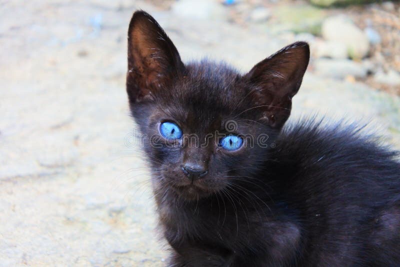 Black Cat Gaze with Showing Eyes Stock Photo - Image of carnivore, blue ...