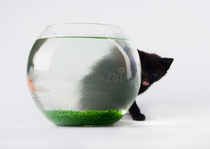 Black cat & Gold fish stock image. Image of felis - 2393015