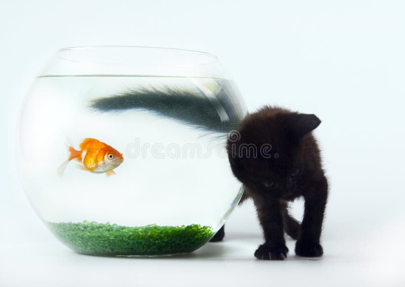 Black cat & Gold fish stock photo. Image of kitty - 2393024