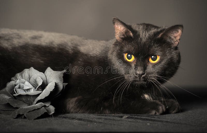 Black Cat Grey Ash Rose Stock Photos - Free & Royalty-Free Stock Photos ...