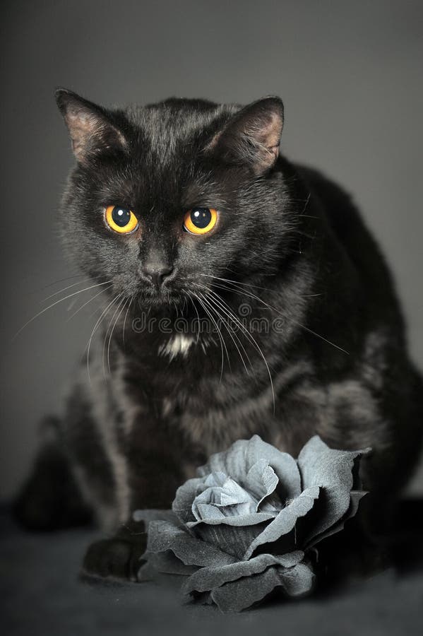 Black Cat Grey Ash Rose Stock Photos - Free & Royalty-Free Stock Photos ...