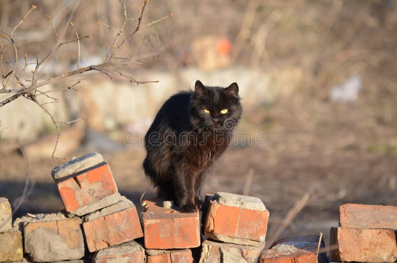 Black Cat Guard stock image. Image of ruins, black, look - 51607789