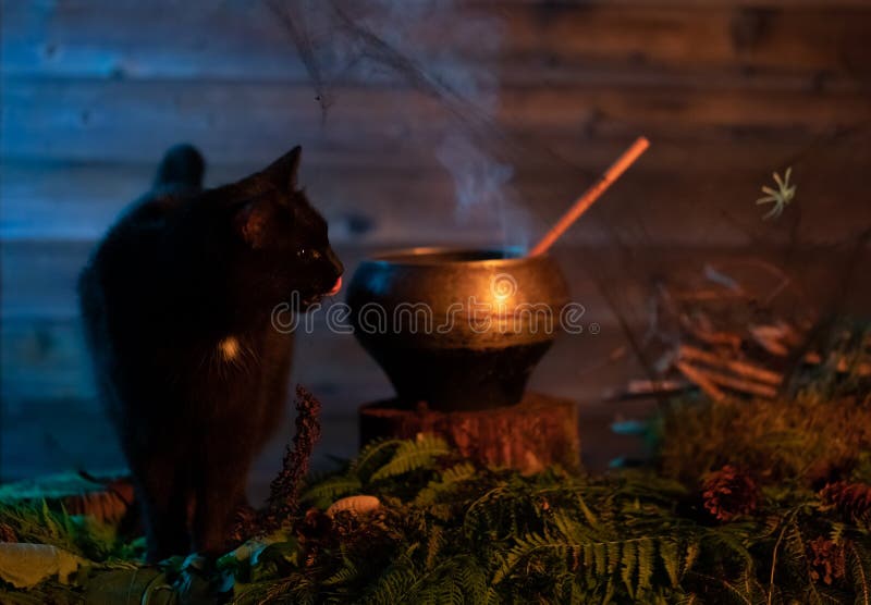 Black Cat and Halloween Setting. Blue Moonlight. a Table in the Witch S ...