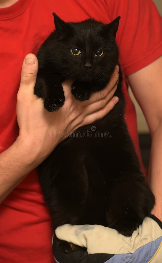 Black cat in hands stock image. Image of care, mans, kitten - 83031663