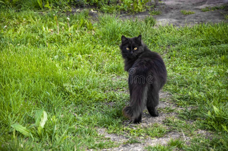 The Black Cat Has Turned Around and is Looking at the Camera. the Cat ...