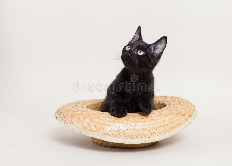 Black cat in hat stock image. Image of kitten, posing - 43545221
