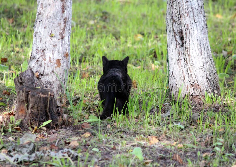 Black Cat Hunts on the Birds, Hiding between Two Trees Stock Image ...