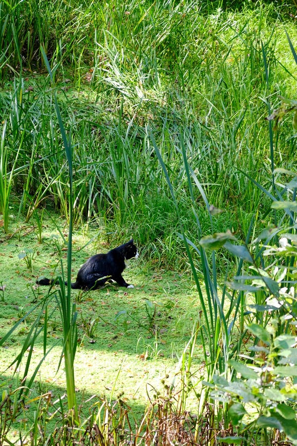 A Black Cat Hunts Near the Reeds in the Middle of the Swamp Stock Image ...
