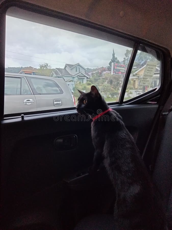 Black Cat Inside the Car stock image. Image of inside - 269193535