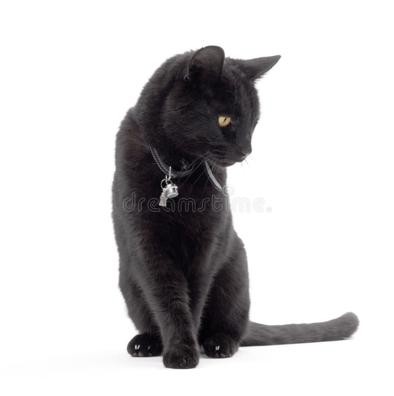 Side View of a Black Cat Isolated on White Stock Photo - Image of ...