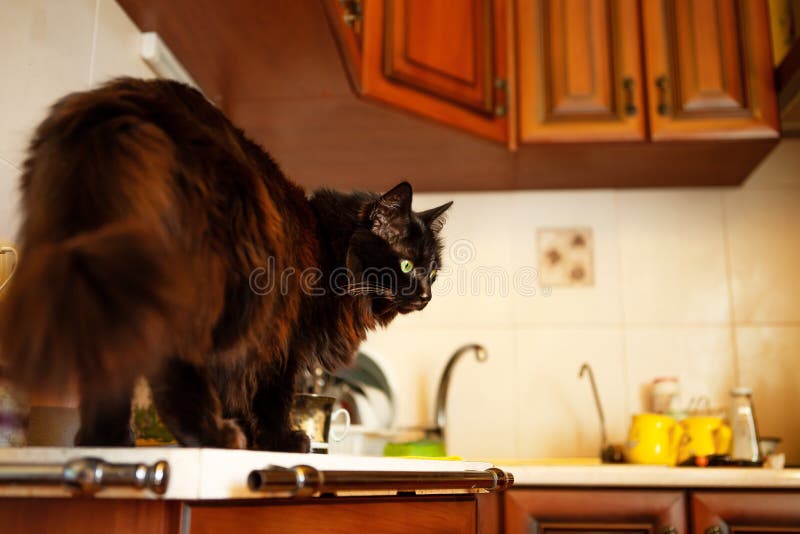 Black cat in the kitchen. stock image. Image of home - 237466697
