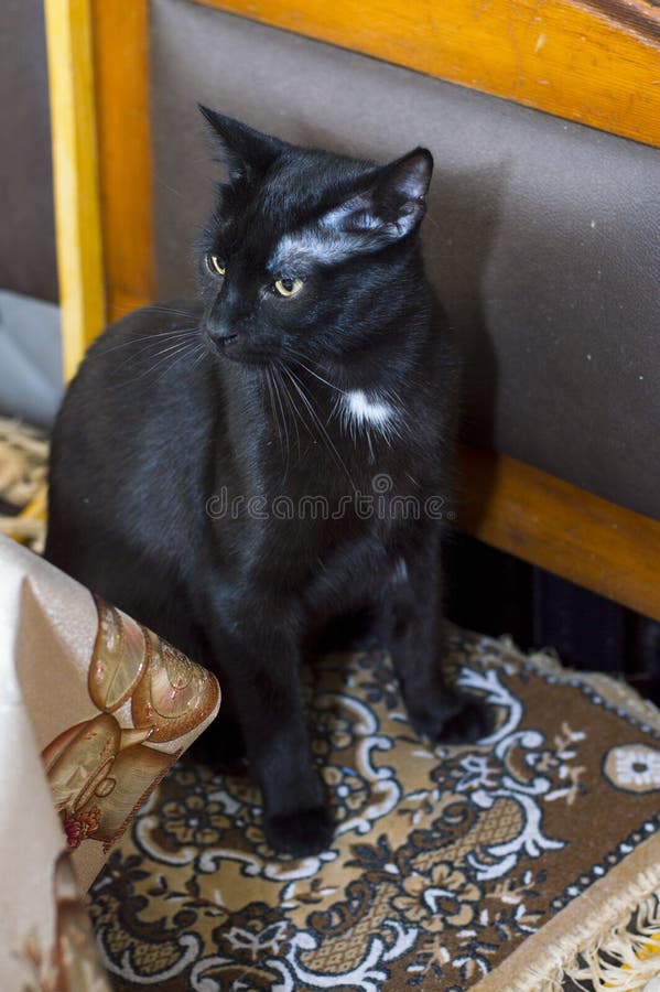 Black Cat at the Kitchen Table Stock Image - Image of kitty, kitten ...
