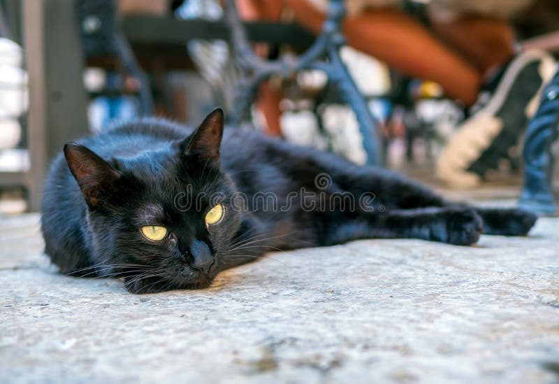 Black Cat is Laying Outdoor in the Square. Close-up Stock Photo - Image ...