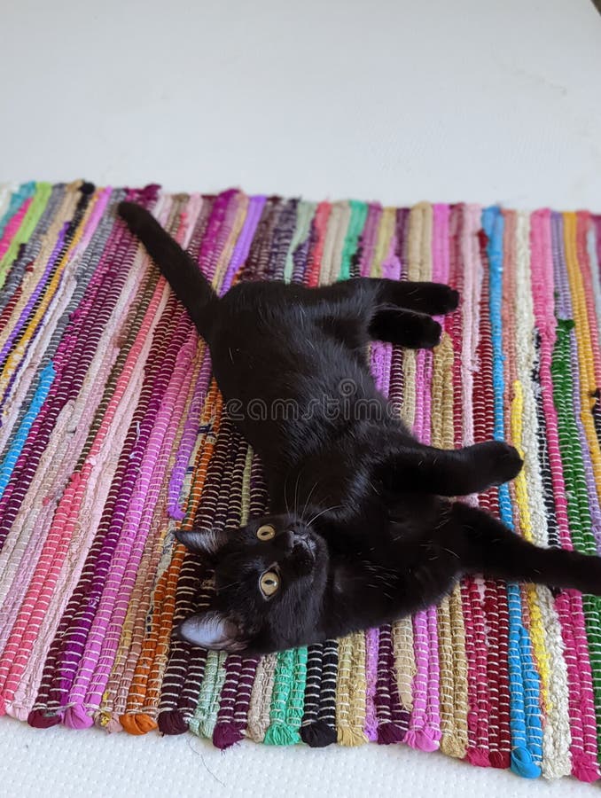 Black Cat Laying on a Rainbow Rug Stock Image - Image of violet ...