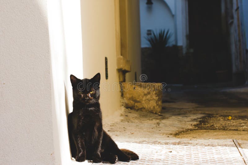 Black Cat Leaning Against the Wall Looking Forward Stock Image - Image ...