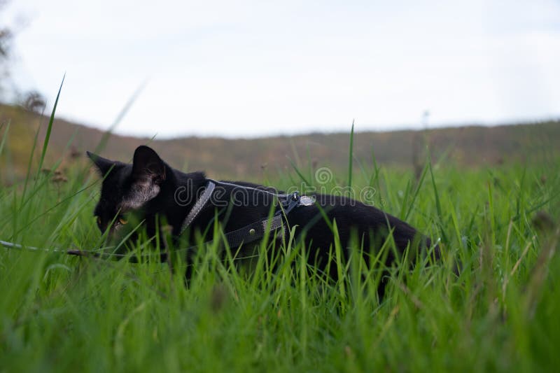 Black Cat on a Leash Sits in the Grass Stock Photo - Image of outside ...