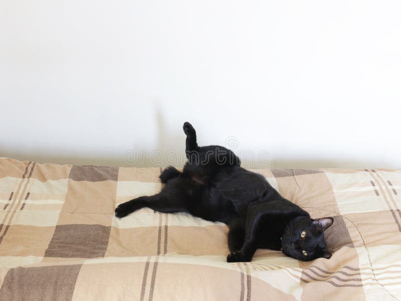 Black cat lie down on bed stock image. Image of relaxed - 267927955