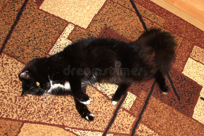 Black Cat Lolling about on the Carpet Stock Image - Image of carefully ...