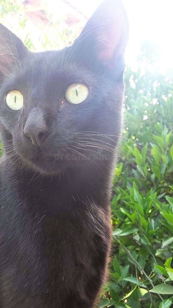 Black Cat stock image. Image of look, beautiful, black - 106604891