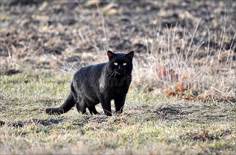 Black cat stock photo. Image of naturen, black, look - 87367108