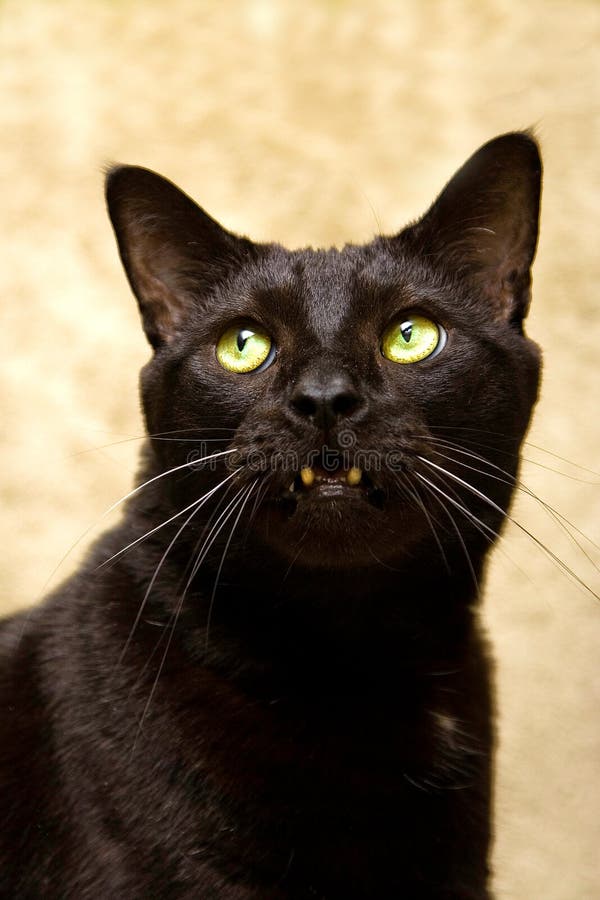 Black Cat Looking Aggressive Picture. Image: 2260993
