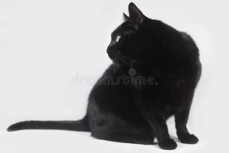 1,735 Black Cat Sitting Back Stock Photos - Free & Royalty-Free Stock ...