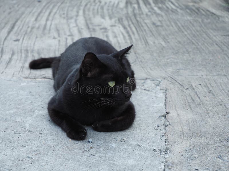 A Black Cat Looking Forward. Stock Image - Image of pets, street: 205021933