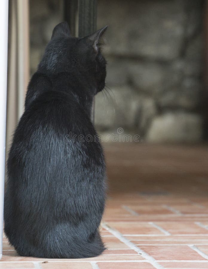 Contemplative Cat stock image. Image of looking, exposure - 99082147