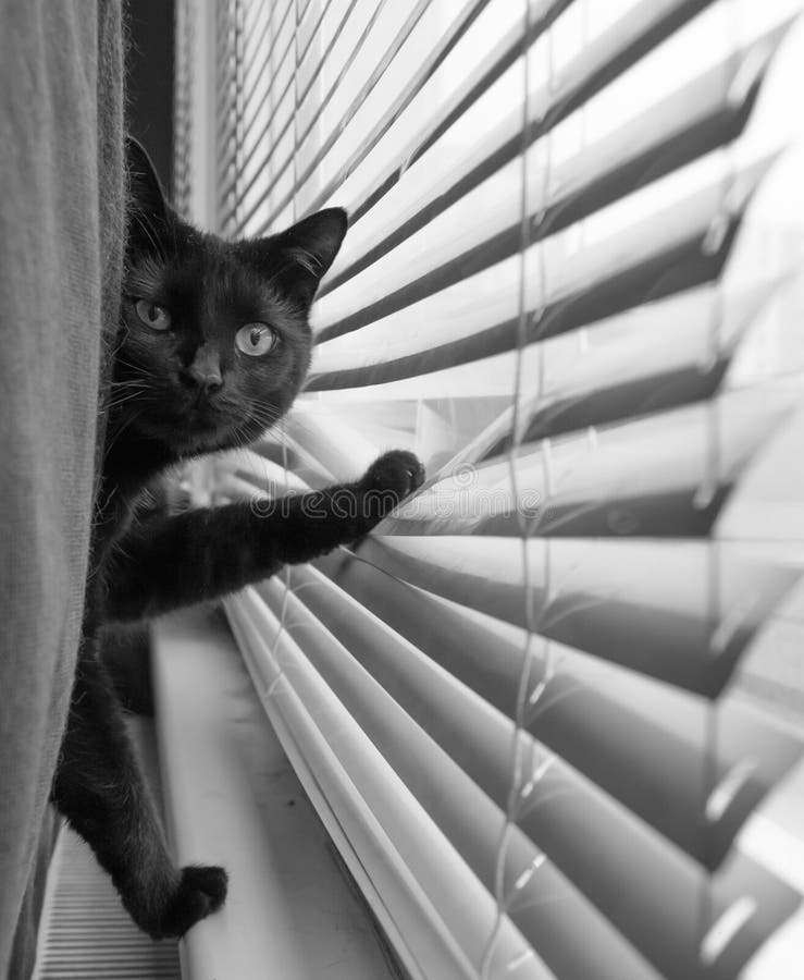 Black Cat Looking Out the Window Stock Image - Image of hide, cats ...
