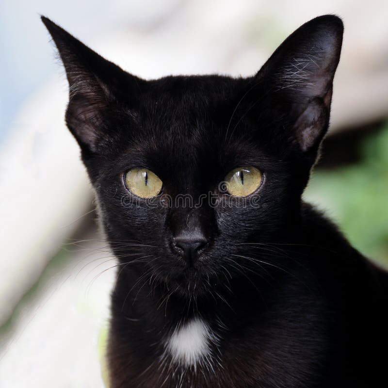 5,548 Cat Square Photos - Free & Royalty-Free Stock Photos from Dreamstime