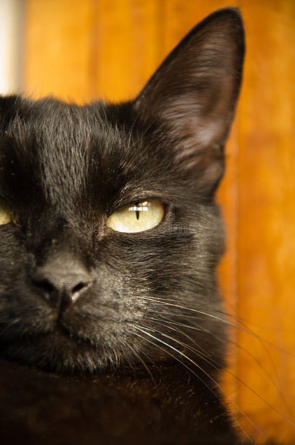 Black Cat Looks Suspicious, Close-up Stock Photo - Image of kitty ...