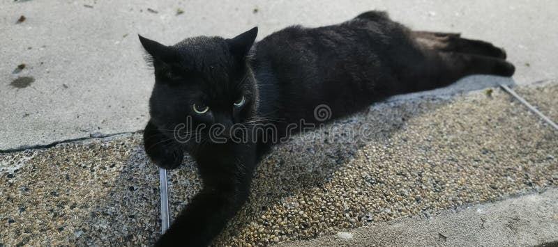 This Black Cat Looks Very Relaxed, Cool with Confident Vibe. Stock ...