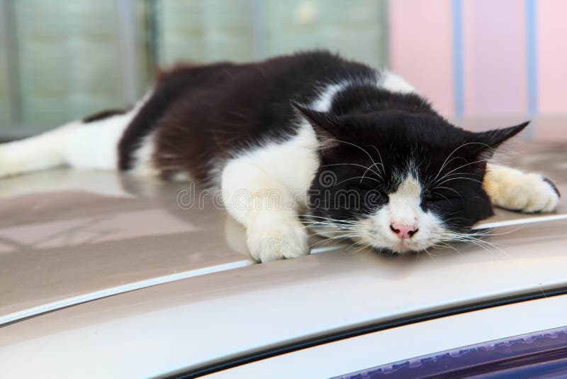 Cat Boneless Stock Photos - Free & Royalty-Free Stock Photos from ...