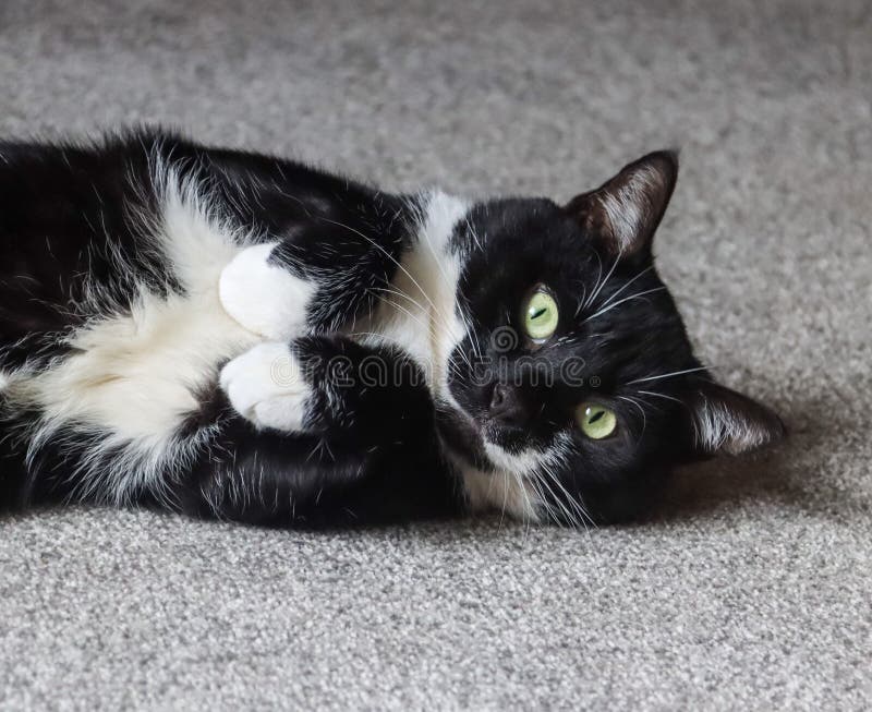 Black Cat Lying Down the Floor Stock Photo - Image of closeup, furry ...