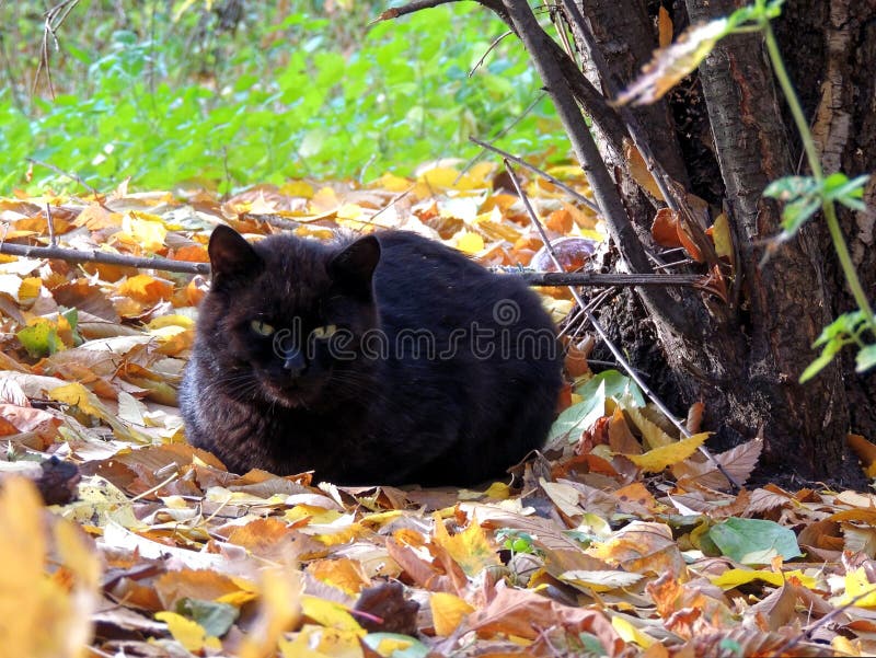 Black Cat Lying on Fallen Autumn Leaves at the Base of a Tree Stock ...