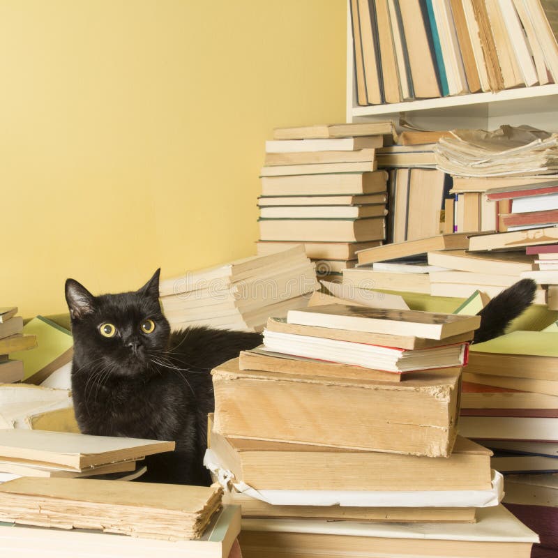 Black Cat Lying in a Pile of Books. Selective Focus. Stock Photo ...